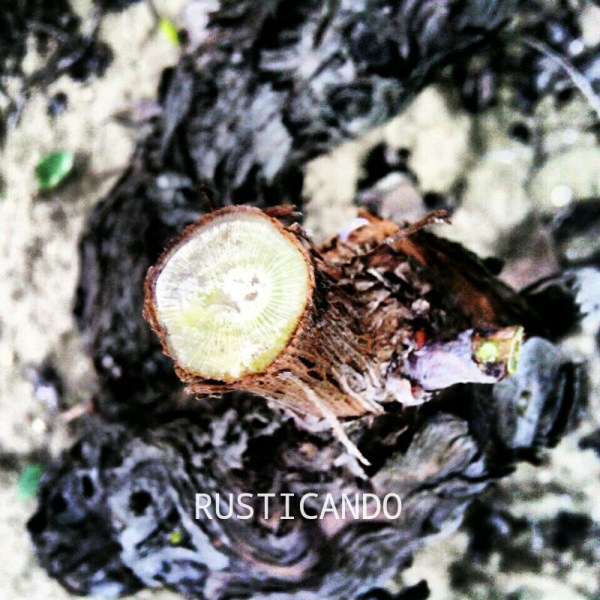 Cortes de poda | RUSTICANDO